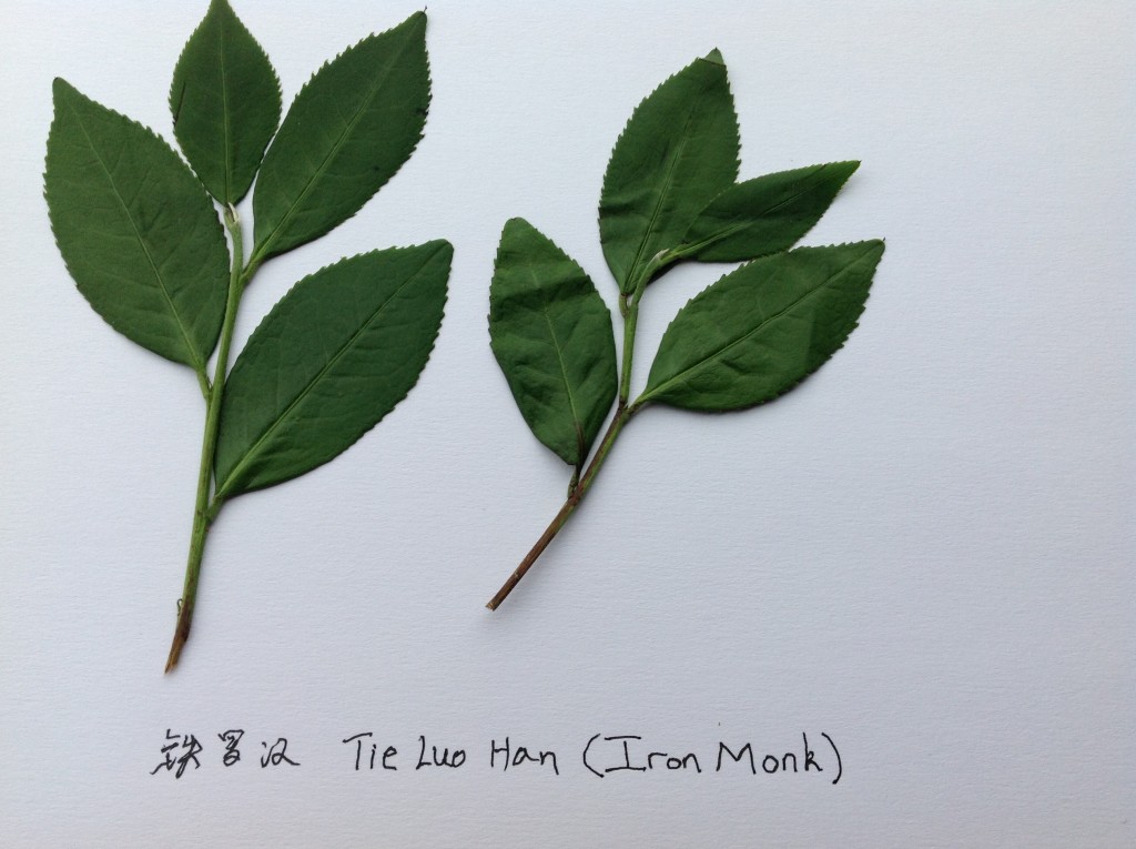 Minimum Quality Standards For Specialty Tea | International Specialty ...